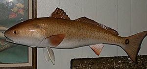 Redfish 35 -- 37 1/2 x 20 1/2 | Lonestartaxidermy.com