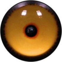 Redhead Drake Acrylic Eyes | Lonestartaxidermy.com