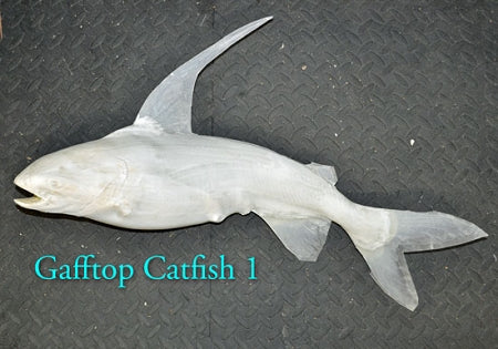 Gafftop Catfish 1 -- 26 x 15 1/2 | Lonestartaxidermy.com