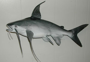 Gafftop Catfish 2 -- 21 x 13 1/2 | Lonestartaxidermy.com