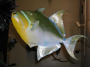 Queen Triggerfish 1 -- 16 x 16 | Lonestartaxidermy.com