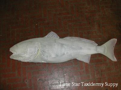 Redfish 24 -- 41 x 24 | Lonestartaxidermy.com